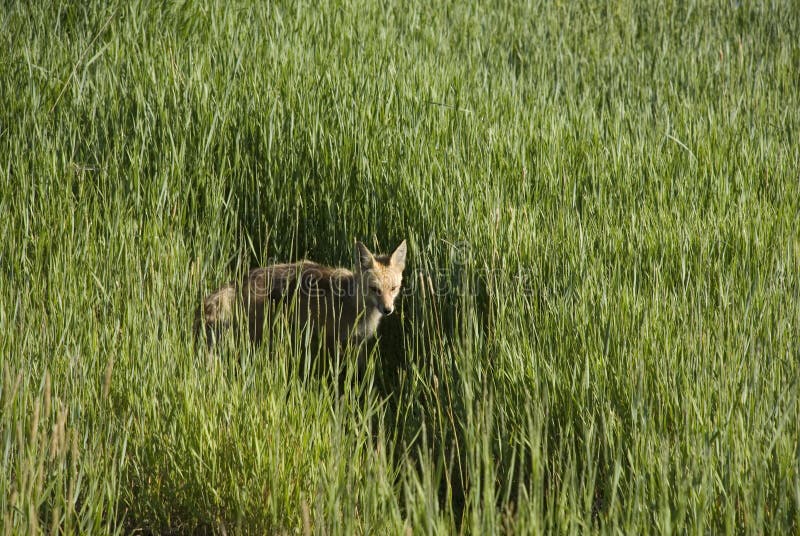 Fox in field stock image. Image of green, summer, prey - 17095495