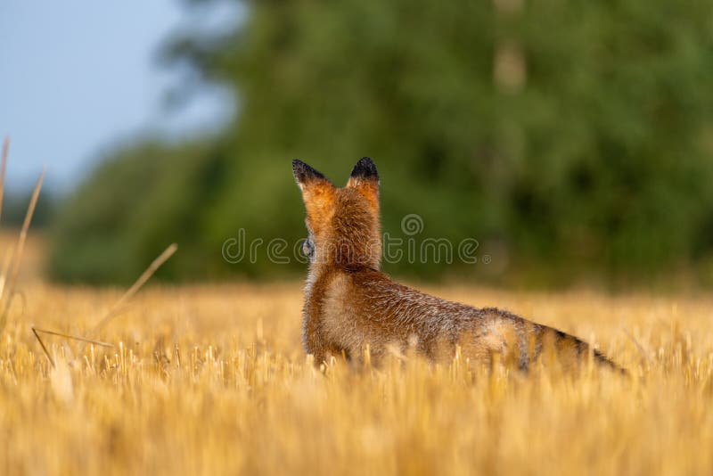 Fox on the Field from Behind and Looking Around Stock Image - Image of ...