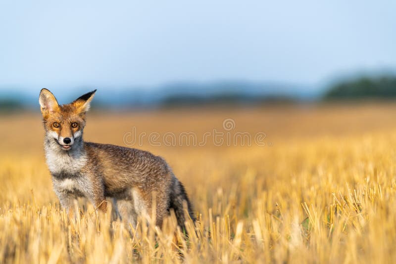 Fox on the Field and Looking Around Stock Photo - Image of searching ...