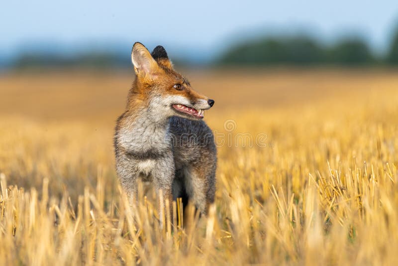 Fox on the Field and Looking Around Stock Image - Image of natural ...