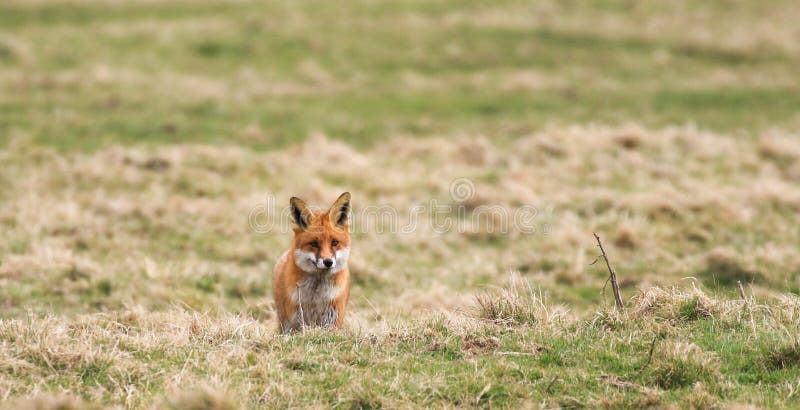 Fox in a field stock image. Image of color, bushy, bird - 113431353