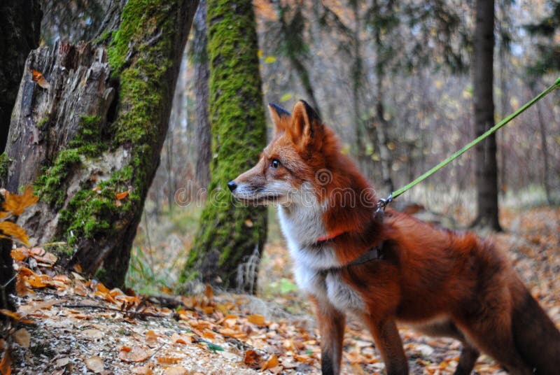 Fox fire in woods stock image. Image of foxes, fire - 135322643