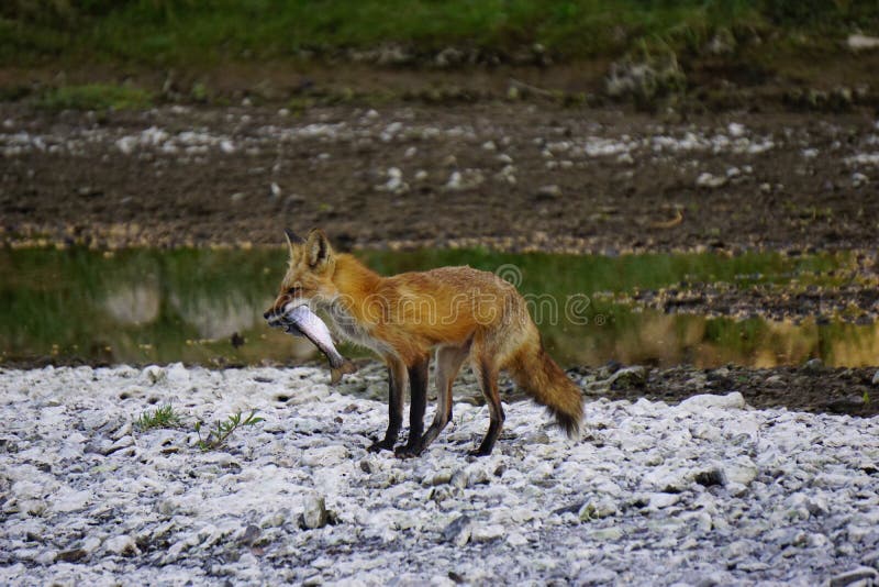 Fox with a fish stock image. Image of mouth, hunting - 53882969