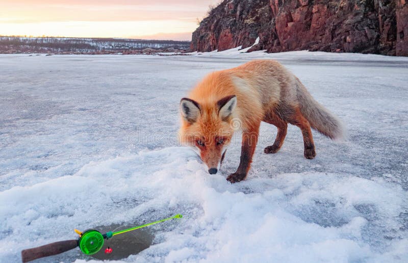 Fox on fishing stock image. Image of beach, carnivore - 383886461