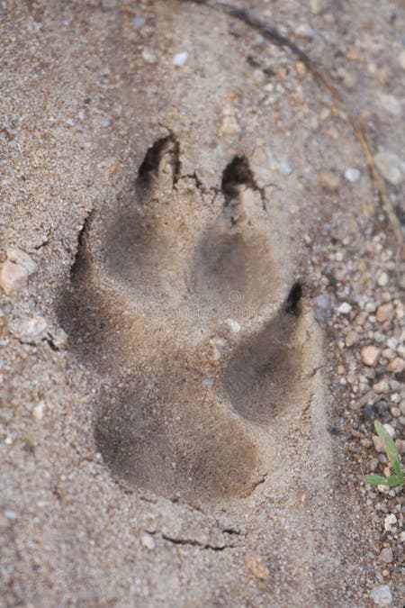 Fox footprint stock photo. Image of path, trail, animal - 30230434