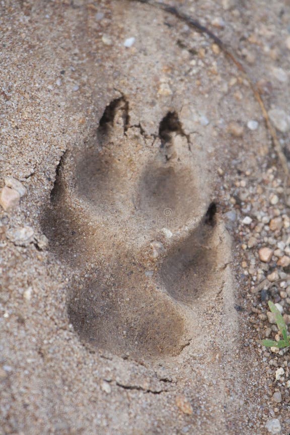 Fox footprint stock photo. Image of path, trail, animal - 30230434