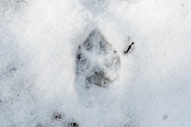 383 Fox Footprint Stock Photos - Free & Royalty-Free Stock Photos from ...