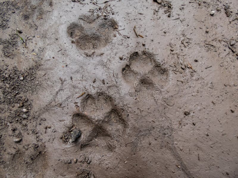 Red Fox Tracks In Mud