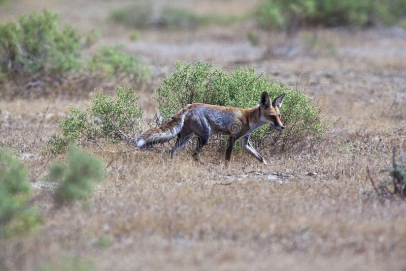 A Fox Foraging in the Wilderness Stock Image - Image of outdoor ...
