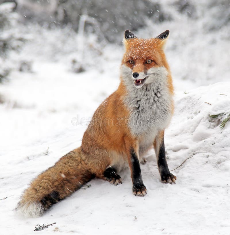 Fox in Forest at High Tatras, Slovakia Stock Photo - Image of snow ...
