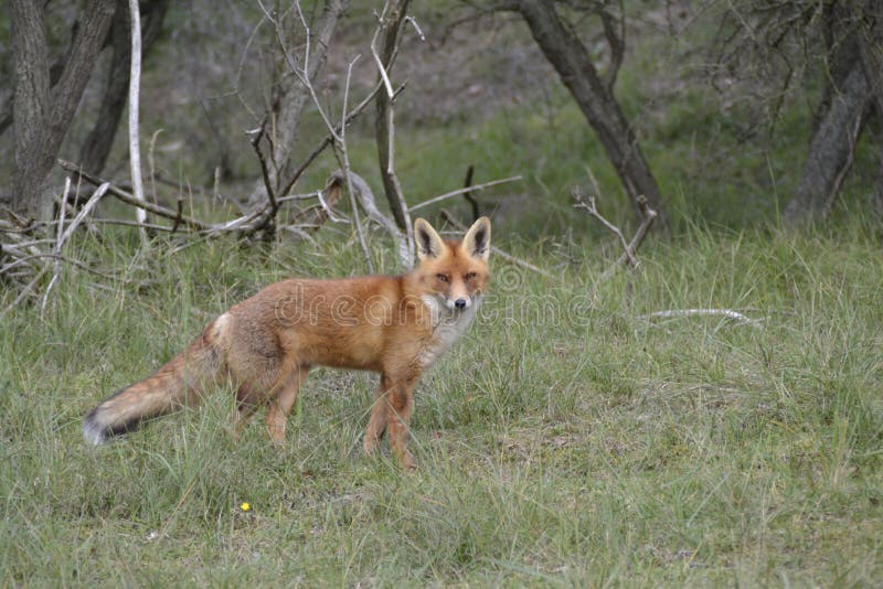 Fox in the Forest in the Netherlands Stock Image - Image of authum ...