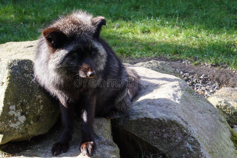 Cute fluffy fox stock photo. Image of furry, predator - 188217156