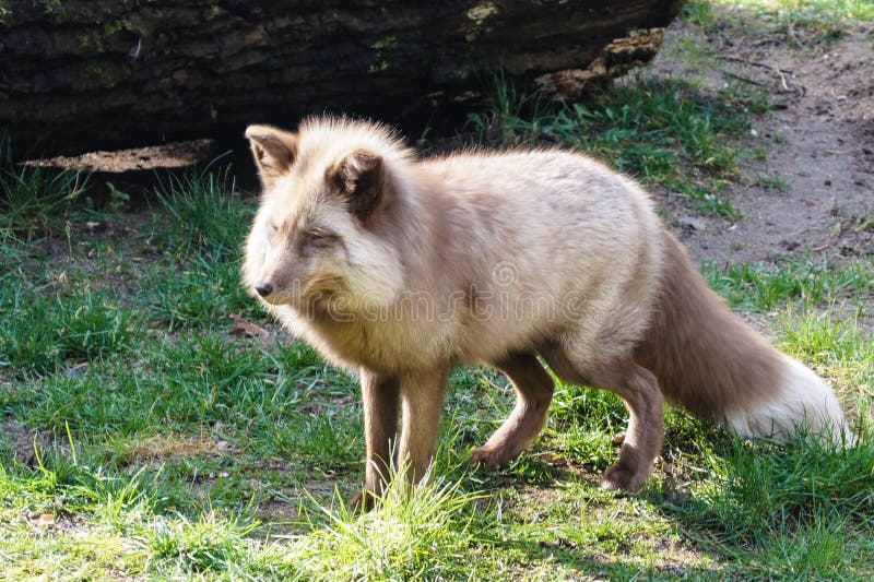 Cute fluffy fox stock image. Image of meadow, carnivore - 188217117