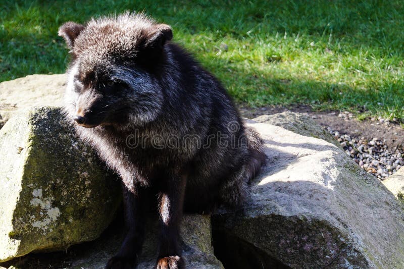Cute fluffy fox stock photo. Image of mammal, predator - 188217126