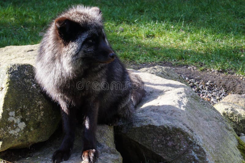 Cute fluffy fox stock image. Image of animal, fluffy - 188217155