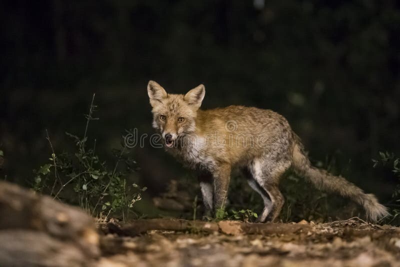 Red fox in the night stock photo. Image of iris, curious - 167474436