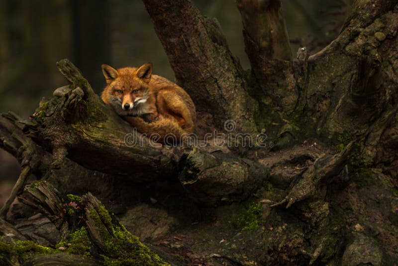 Fox in the Forest stock photo. Image of wild, orange - 108582596
