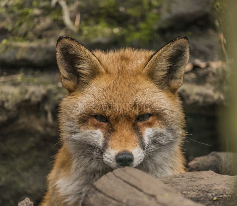 Fox in Forest with Trees in Spring Nice Day Stock Image - Image of ...