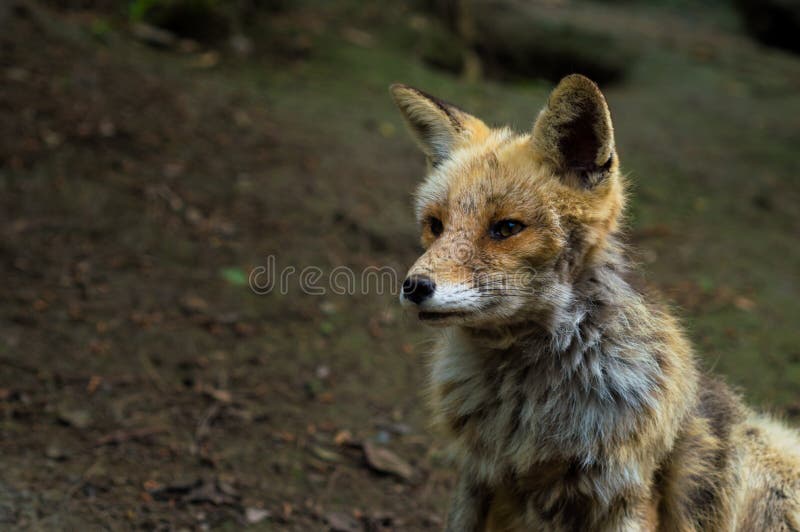 Fox stock image. Image of natgeo, wild, georgia, foxes - 89012797