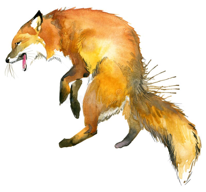 Fox. Fox Hunting. Cute Fox. Watercolor Fox Illustration. Stock ...
