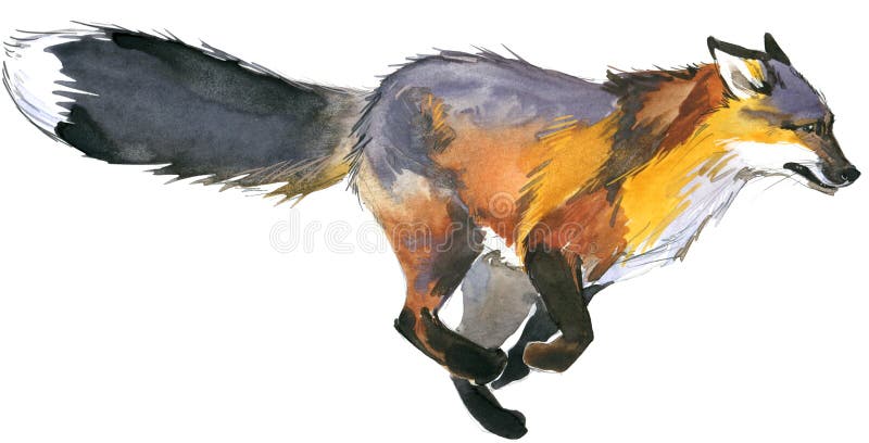 Fox. Fox Hunting. Cute Fox. Watercolor Fox Illustration. Stock ...