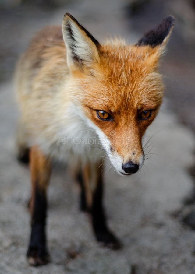 Fox in free wild stock image. Image of forest, nature - 141659739