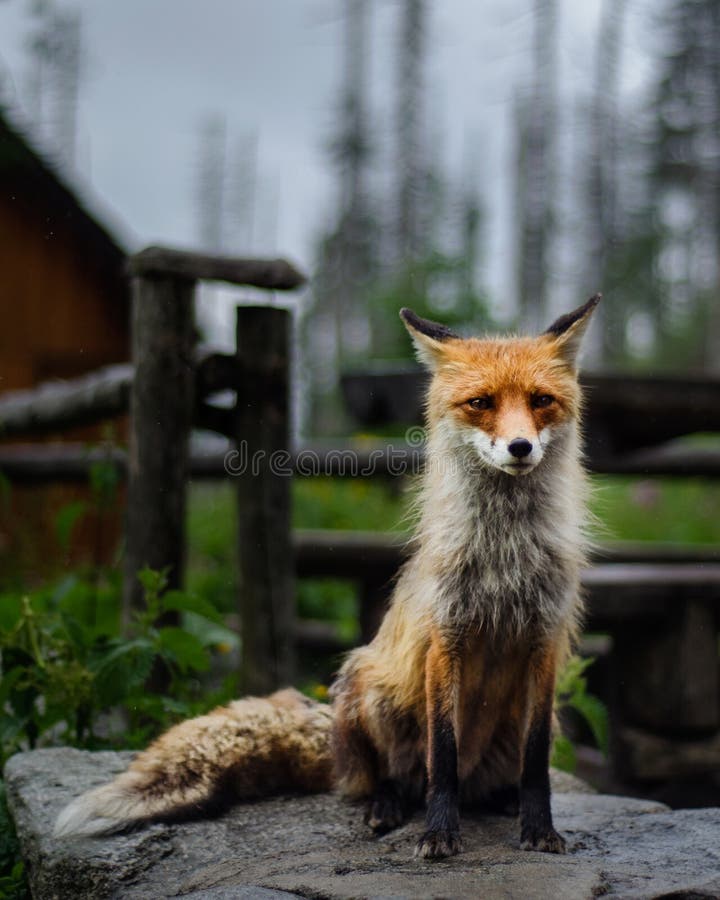 Fox in free wild stock photo. Image of mountain, water - 141659898