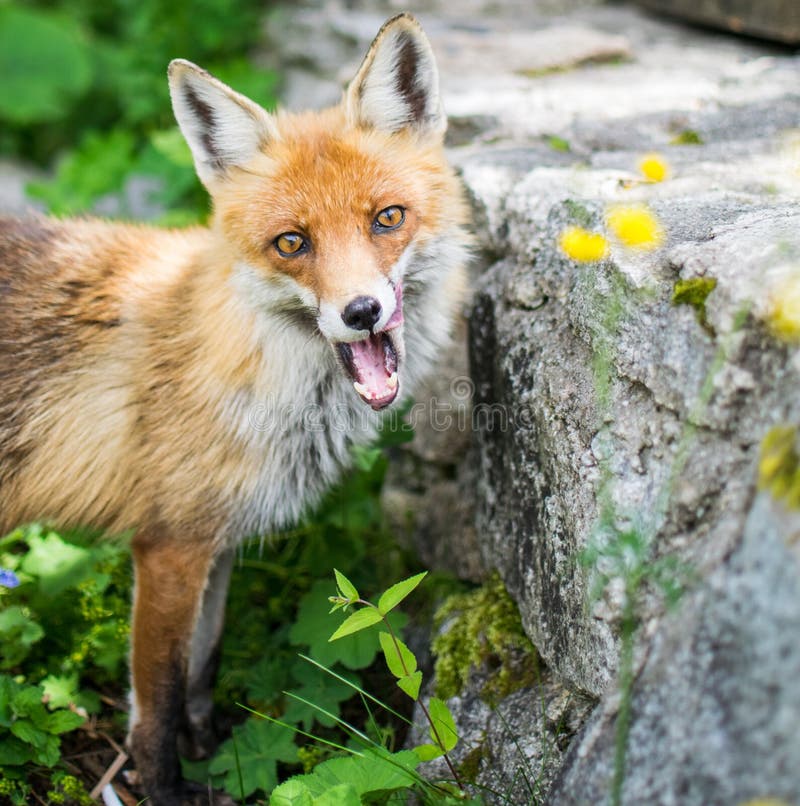 Fox in free wild stock photo. Image of little, wild - 141659686