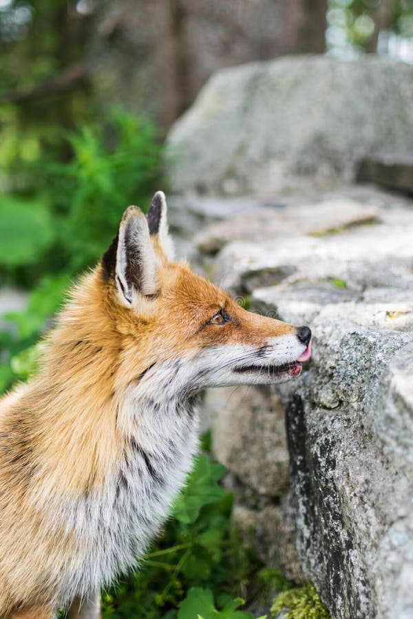 Fox in free wild stock photo. Image of forest, stones - 141659720