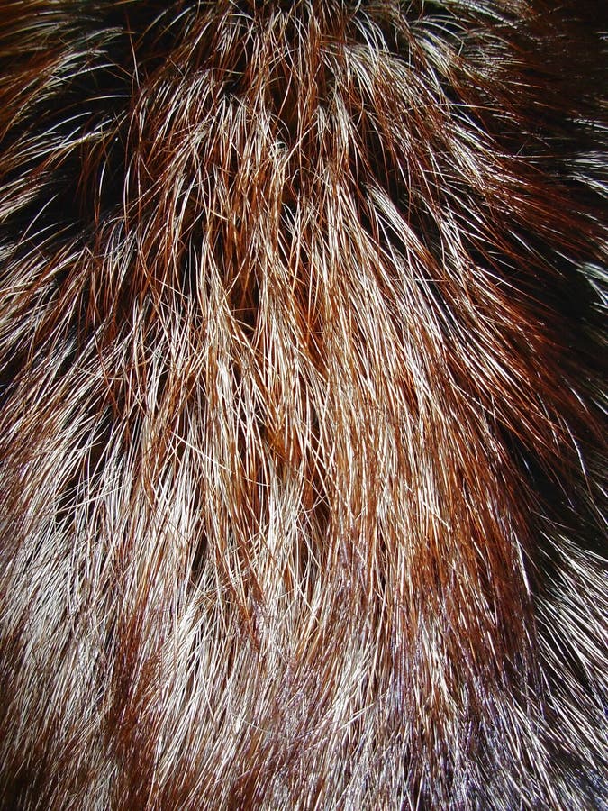 Fox fur stock photo. Image of abstract, animals, black - 10715082