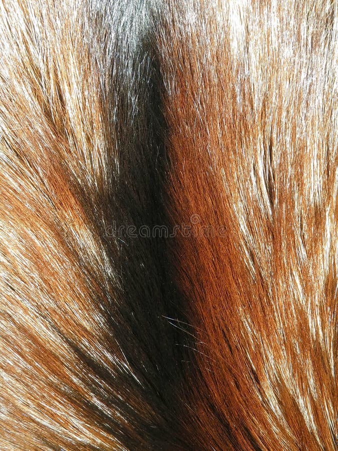 Fox fur stock photo. Image of accessories, black, animal - 10813662