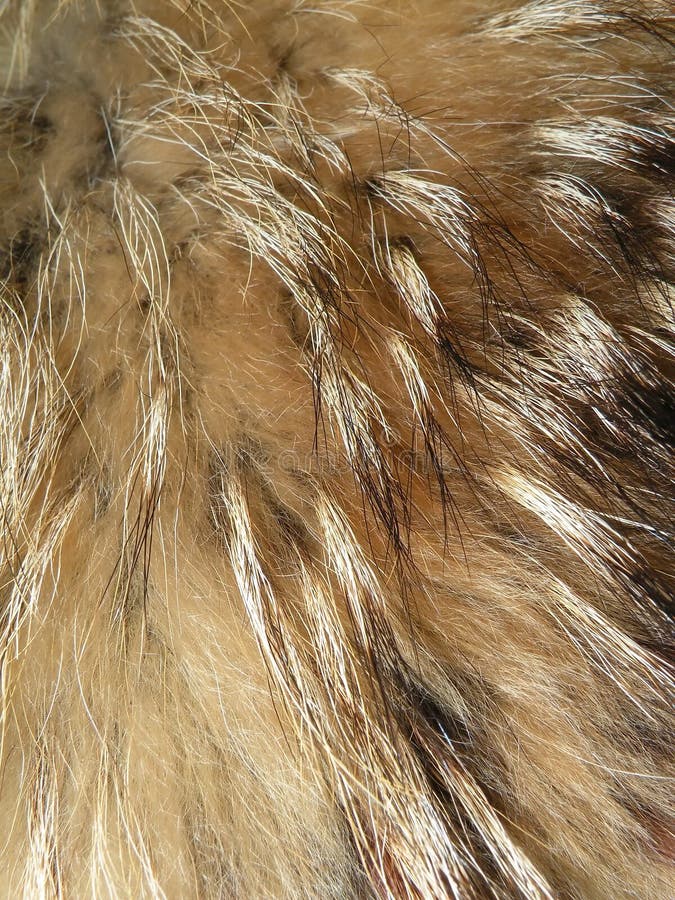 Fox fur stock image. Image of warm, brown, black, white - 11066149
