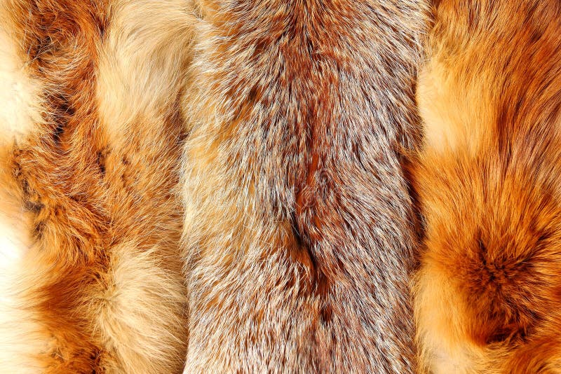 The fox fur stock image. Image of hunting, peltry, furry - 19009761