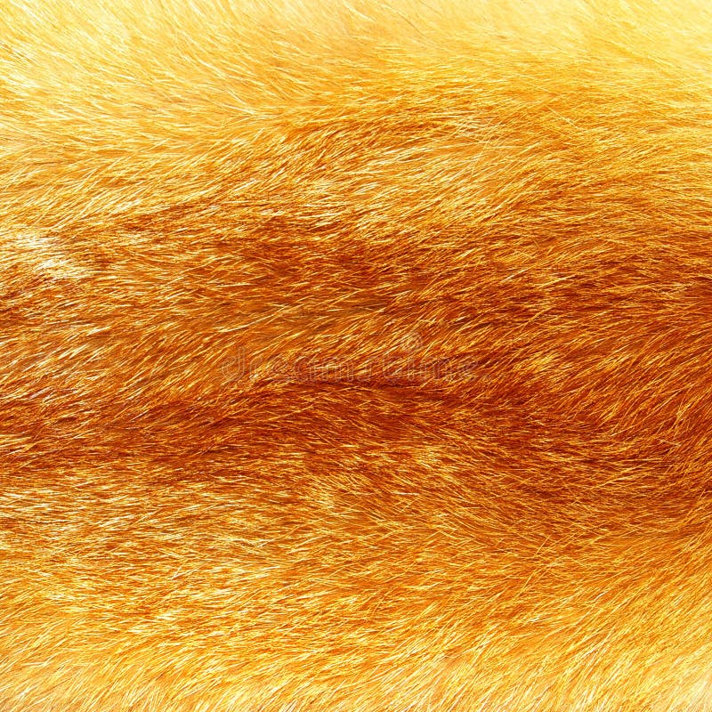 Fox fur stock photo. Image of leather, elegance, coat - 3904952