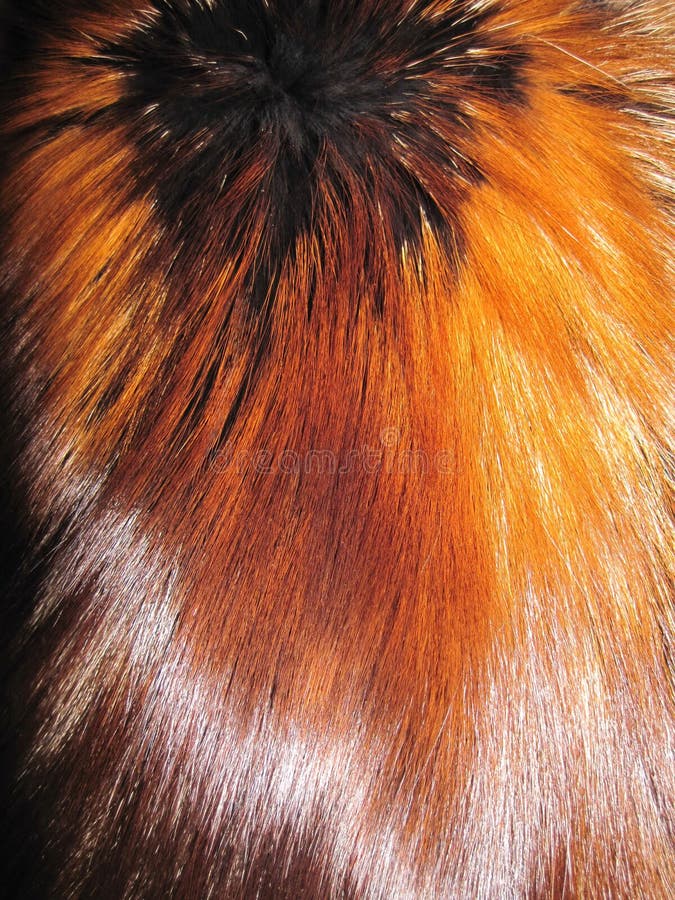 Fox Fur Texture Stock Photos - Download 1,336 Royalty Free Photos