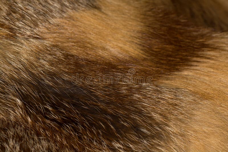 Fox fur in four shades stock photo. Image of elegant - 63744774