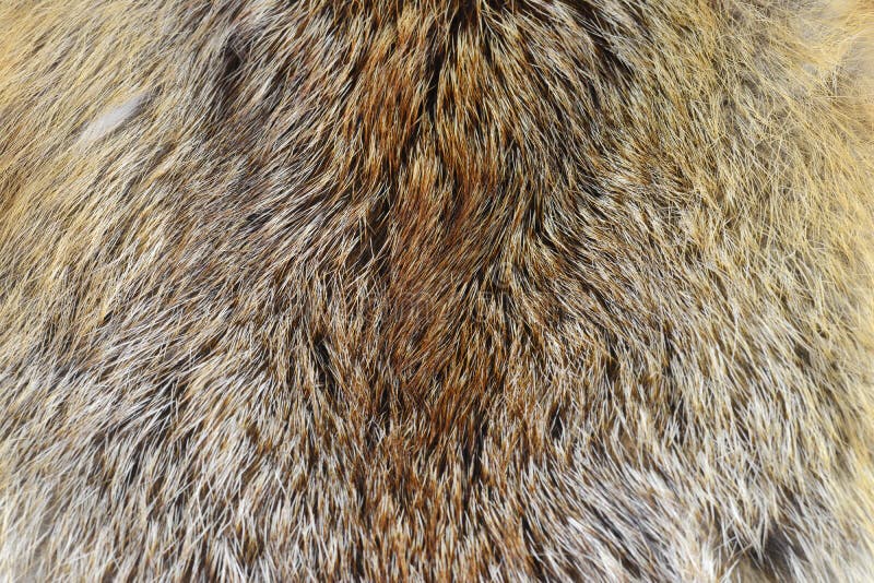 Fox fur. stock photo. Image of wildlife, material, design - 88602490