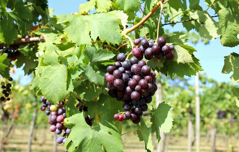 Fox Grapes, or Vitis Labrusca, Ripening on Vine Under the Sunlight ...