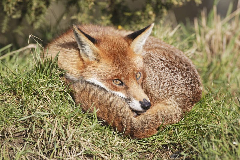 Fox in grass stock photo. Image of mammal, animals, nature - 30849998