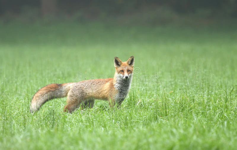 Fox in grass stock photo. Image of bushy, mammal, beast - 45905366