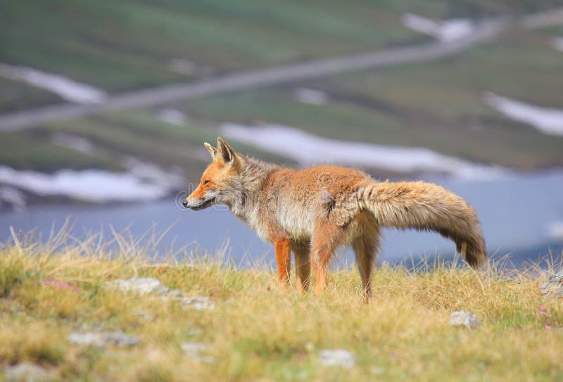 Fox in the Grass in Mountain Stock Photo - Image of landscape, mountain ...