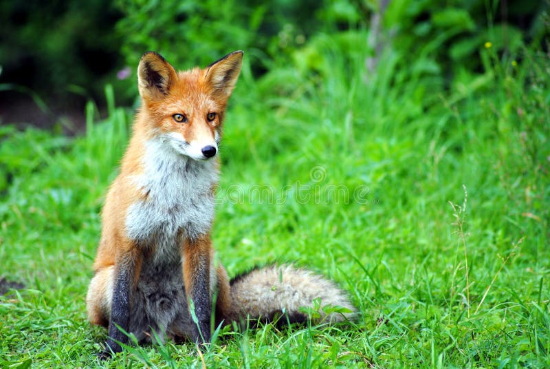 Fox on a grass stock image. Image of grass, distance - 53260447