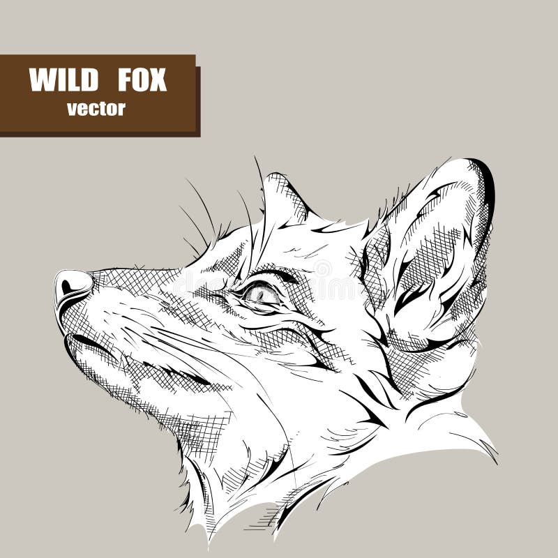 Fox. Hand Drawing Vector Illustration Stock Vector - Illustration of ...