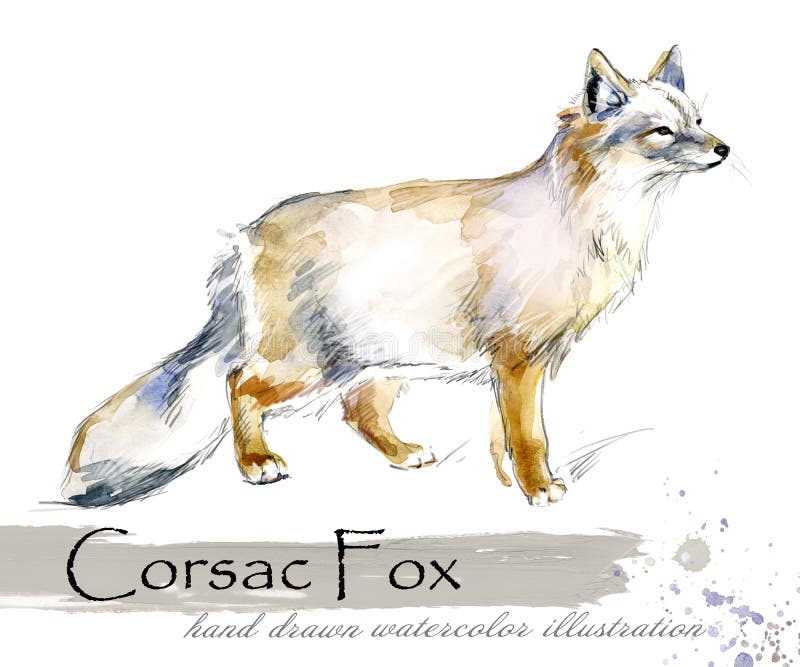 Fox Hand Drawn Watercolor Illustration Stock Illustration ...
