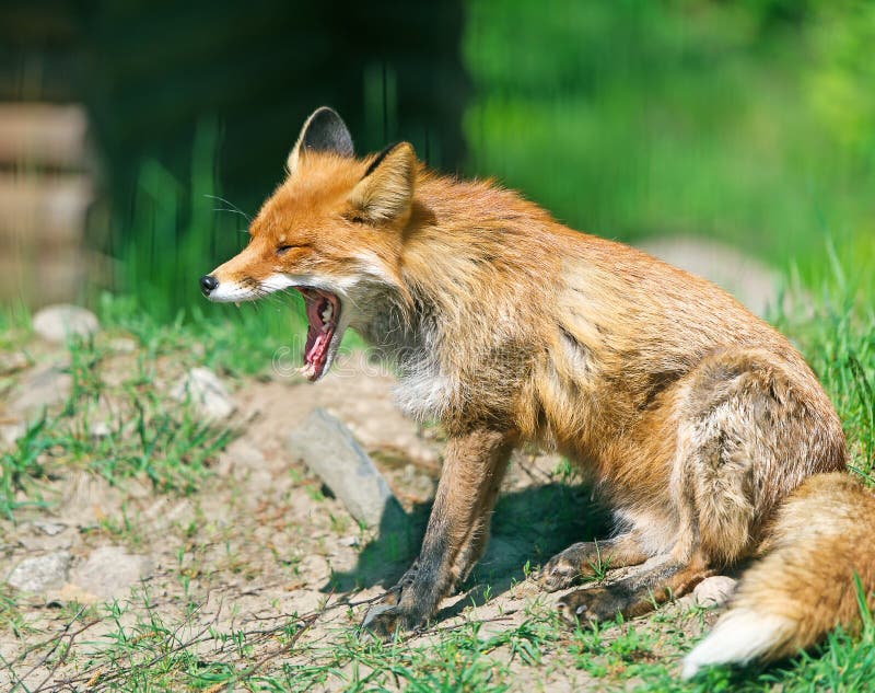 The Fox Has Flicked Out Tongue Language from Thirst. Stock Photo ...