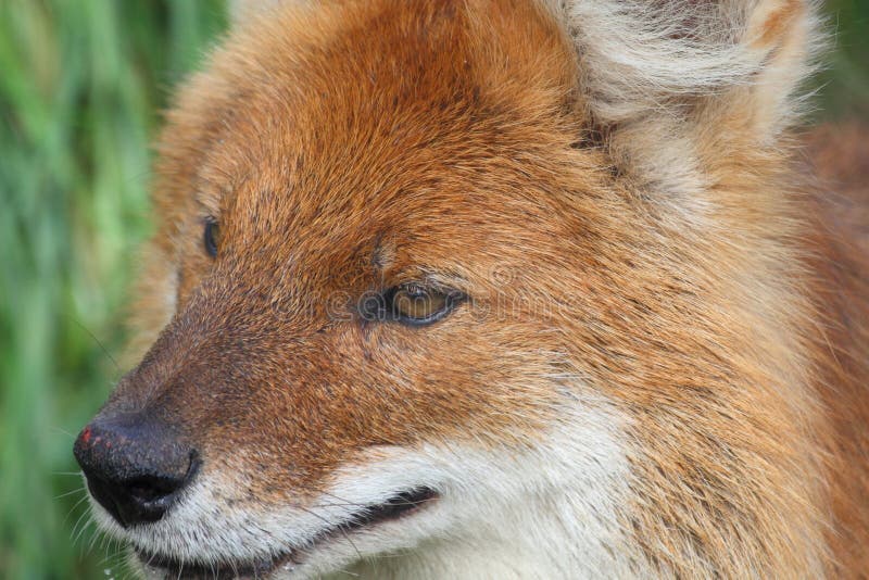 Fox head stock image. Image of portrait, nature, wild - 11439101