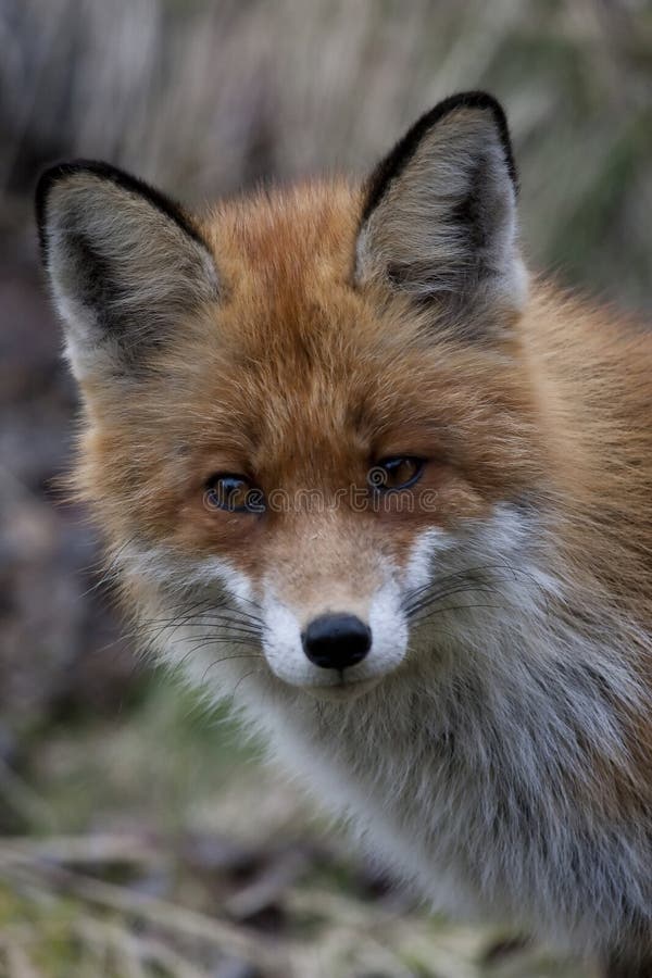 Fox head stock image. Image of face, nose, foxes, predator - 37223789