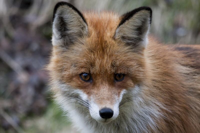 Fox head stock image. Image of nose, begging, closeup - 35690369