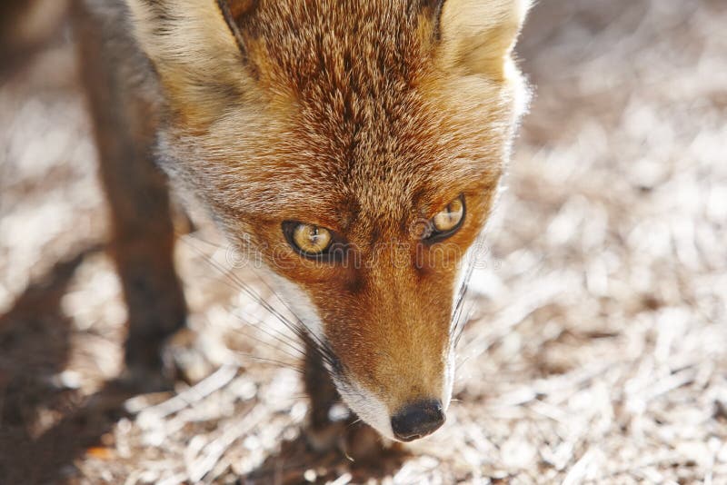 Fox Head Detail. Wildlife in the Forest Stock Image - Image of ...