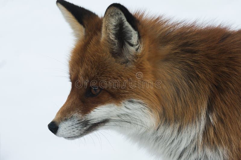Red Fox Profile Stock Images - Download 293 Royalty Free Photos
